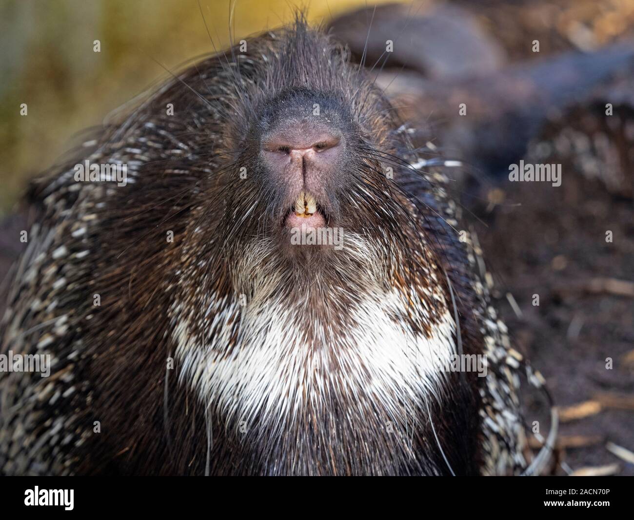 Hystricomorph rodent hi-res stock photography and images - Alamy