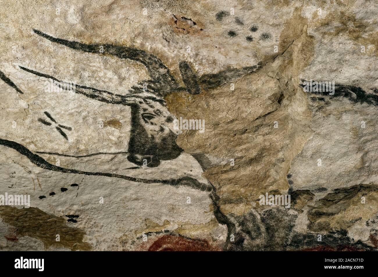 Lascaux II replica of a Lascaux cave painting. This is an auroch figure ...