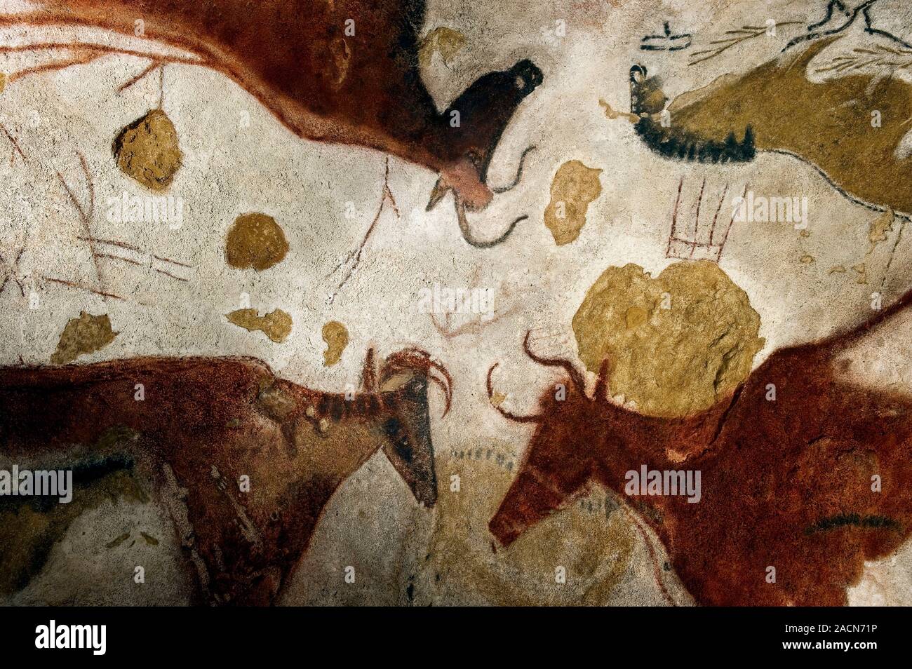 Lascaux II replica of a Lascaux cave painting. These are horse and cow ...
