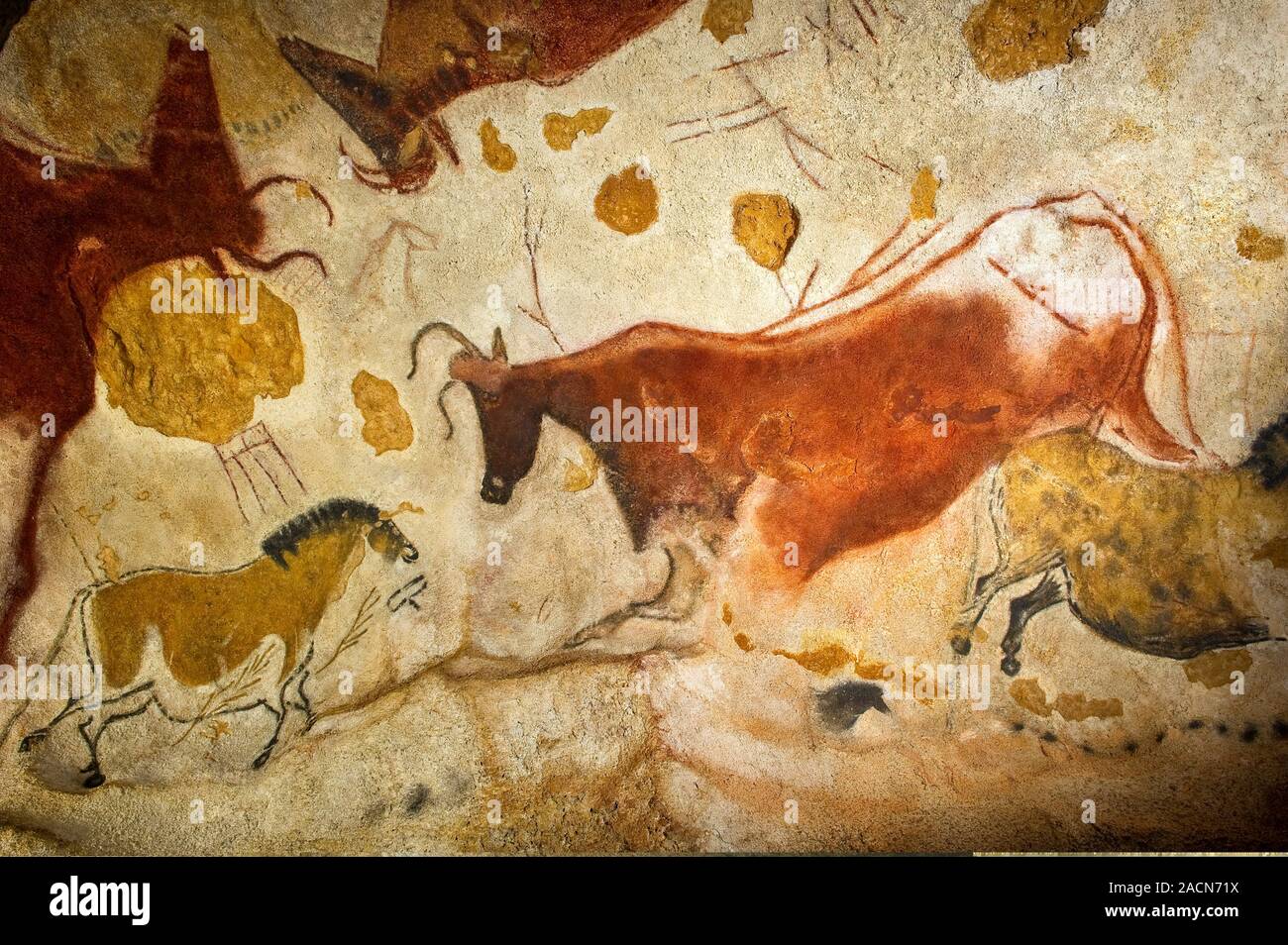 Lascaux II replica of a Lascaux cave painting. These are horse and cow ...