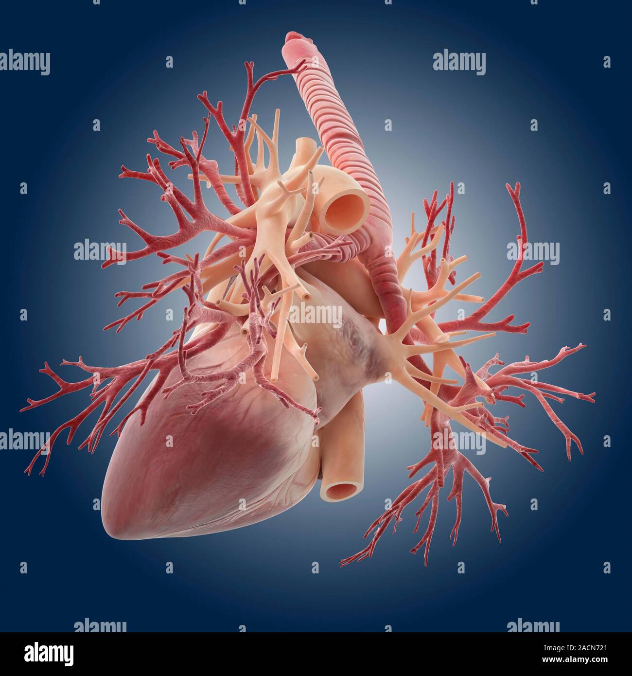 Heart and lungs. Computer artwork of the heart and bronchial trees of ...
