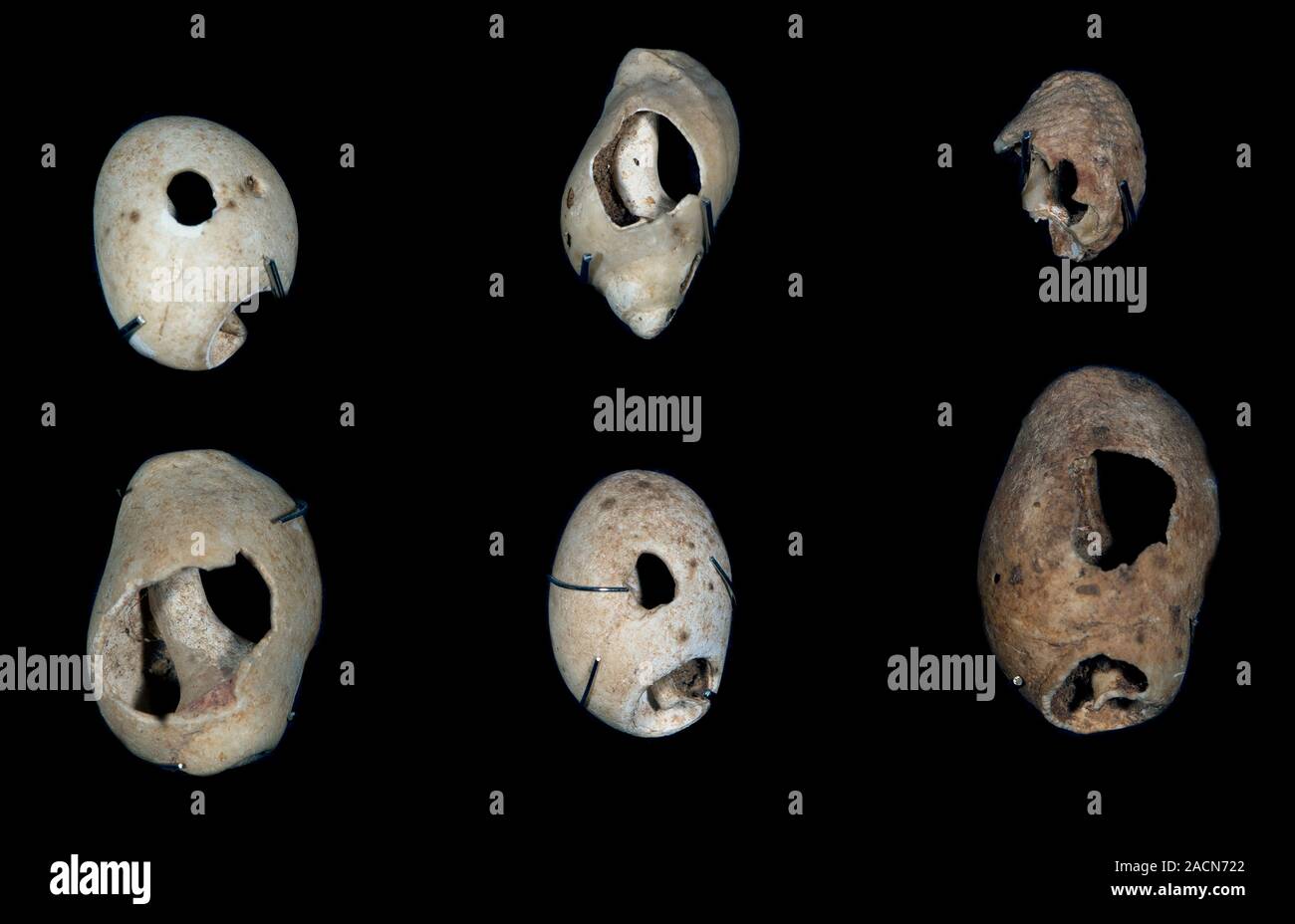 Prehistoric shells. These shells were used as ornaments by people from ...