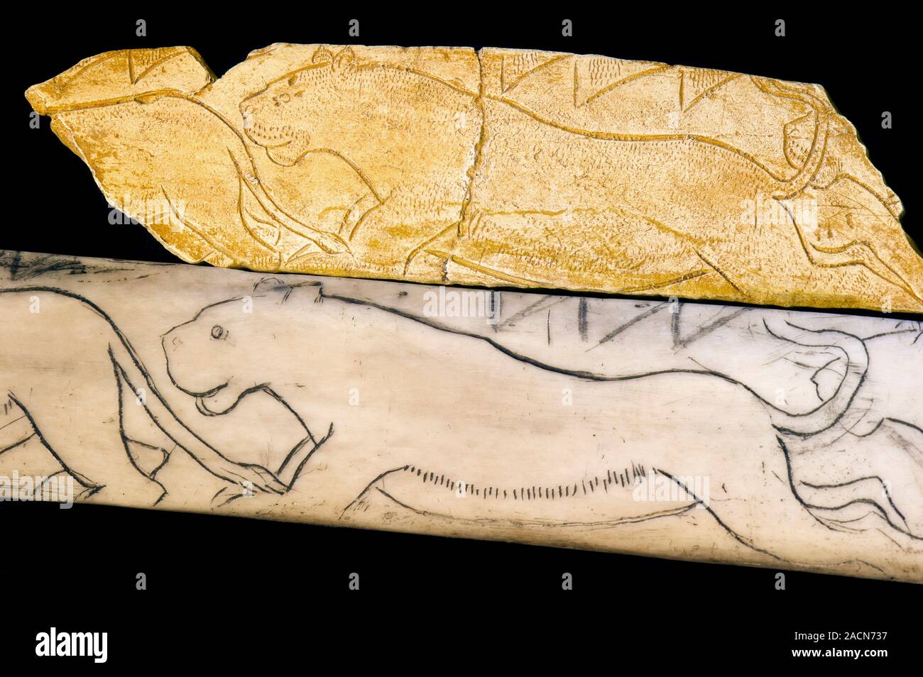 Prehistoric lioness bone carving. At top is a replica of the original ...