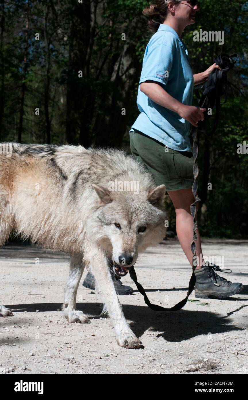 Wolf research. Animal trainer walking a hand-reared wolf at the Wolf ...