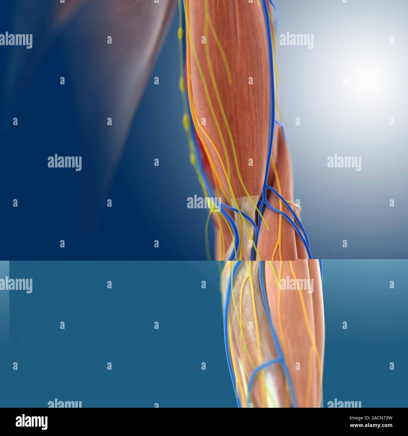 Arm anatomy. Computer artwork showing the muscles (brown), ligaments ...