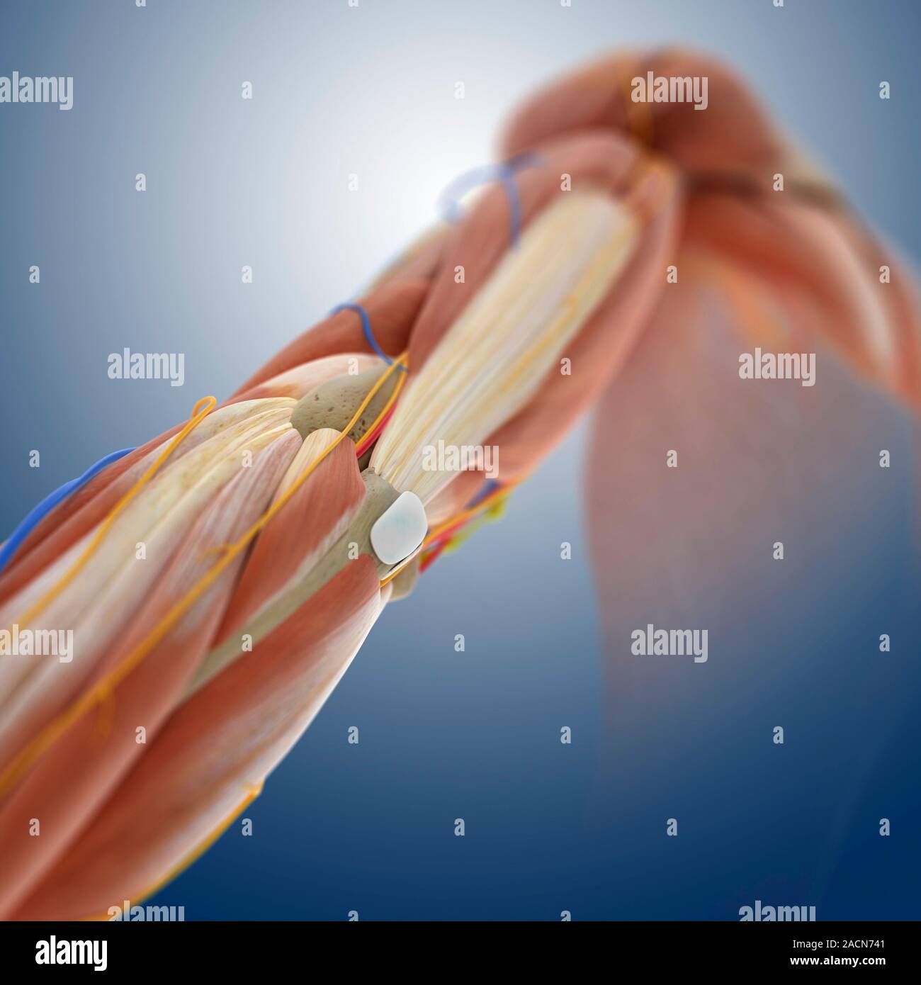 Arm anatomy. Computer artwork showing the muscles (brown), ligaments ...