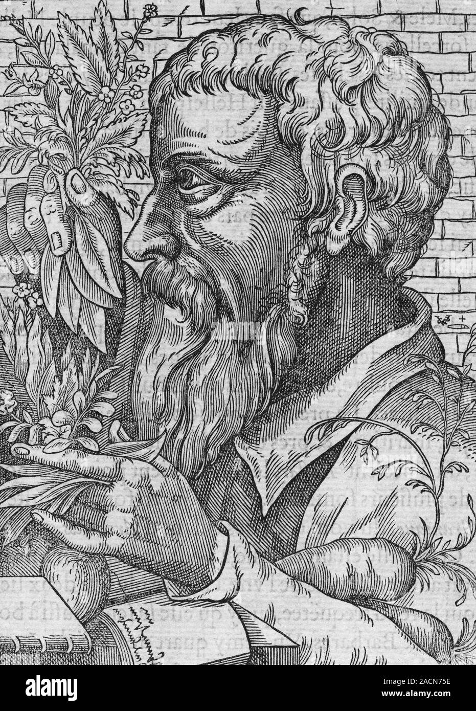 Dioscorides, Ancient Greek physician. Dioscorides worked as a surgeon ...