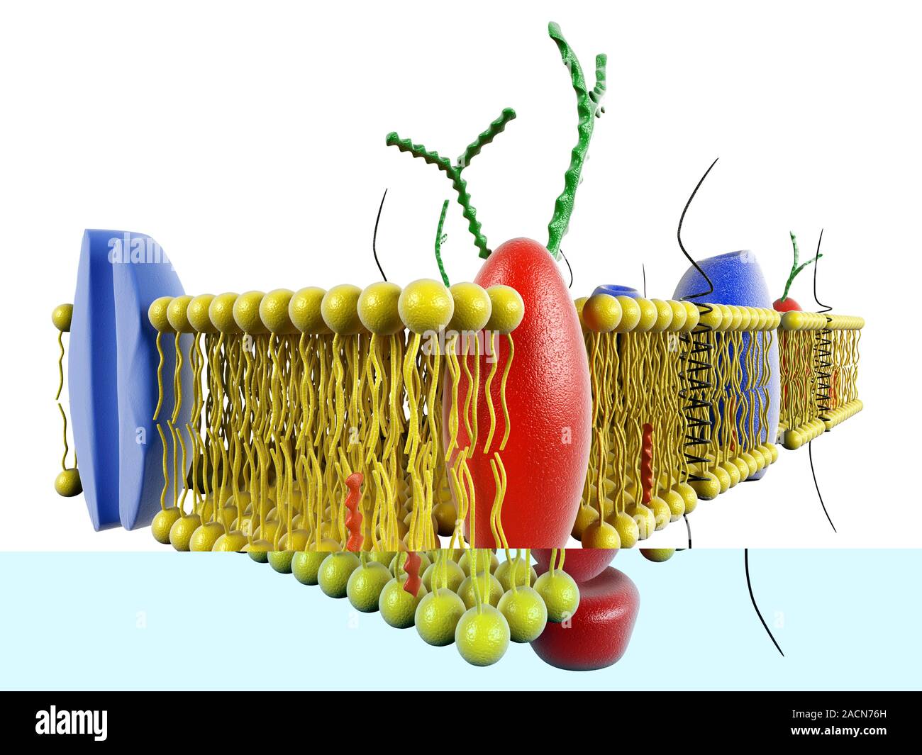 Computer artwork of a cutaway view of the human cell membrane. The cell ...