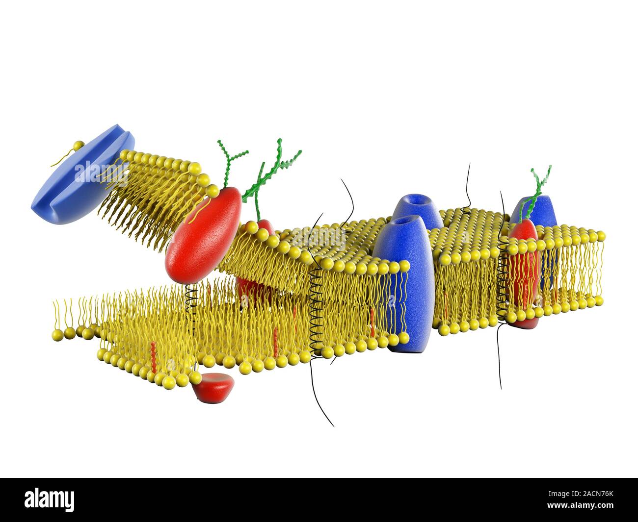 Computer artwork of a cutaway view of the human cell membrane. The cell ...