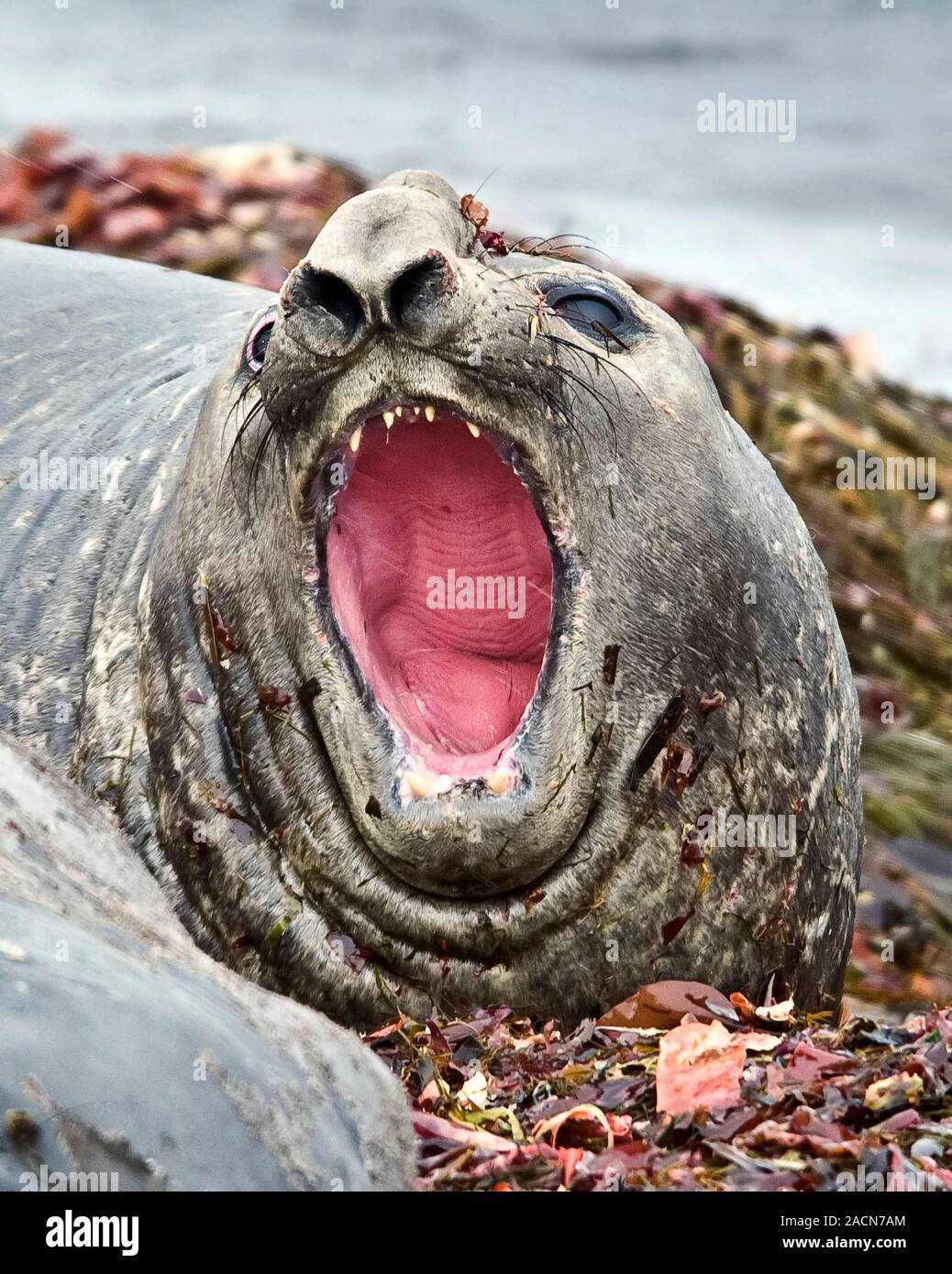 Southern elephant seal. Close-up of a juvenile male southern elephant ...