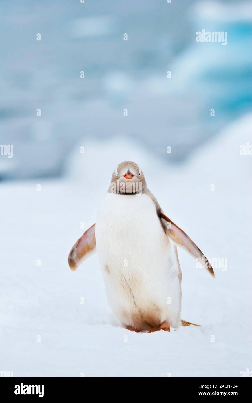 Leucistic gentoo penguin (Pygoscelis papua) on ice. Leucism is a ...