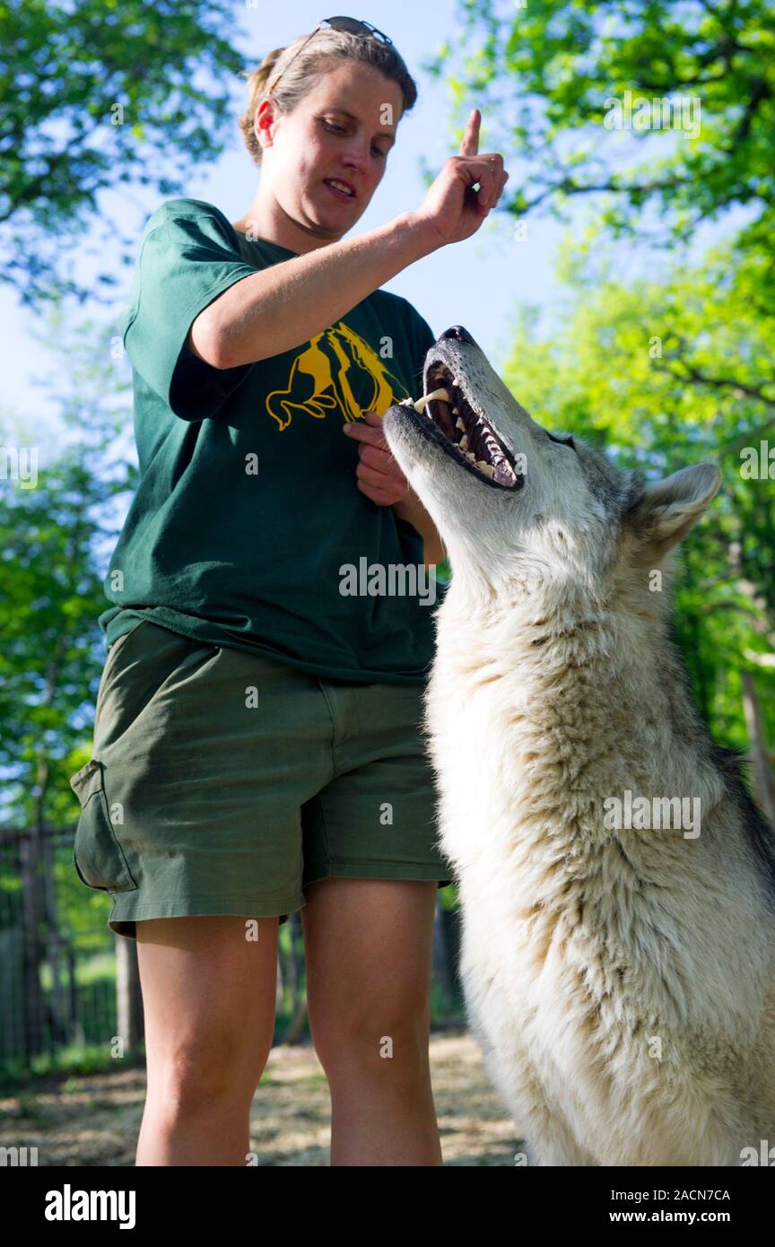 Wolf research. Animal trainer training a hand-reared wolf at the Wolf ...