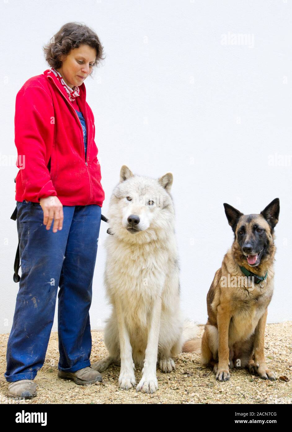 Zsofia Viranyi, Hungarian biologist, with one of her hand-reared wolves ...