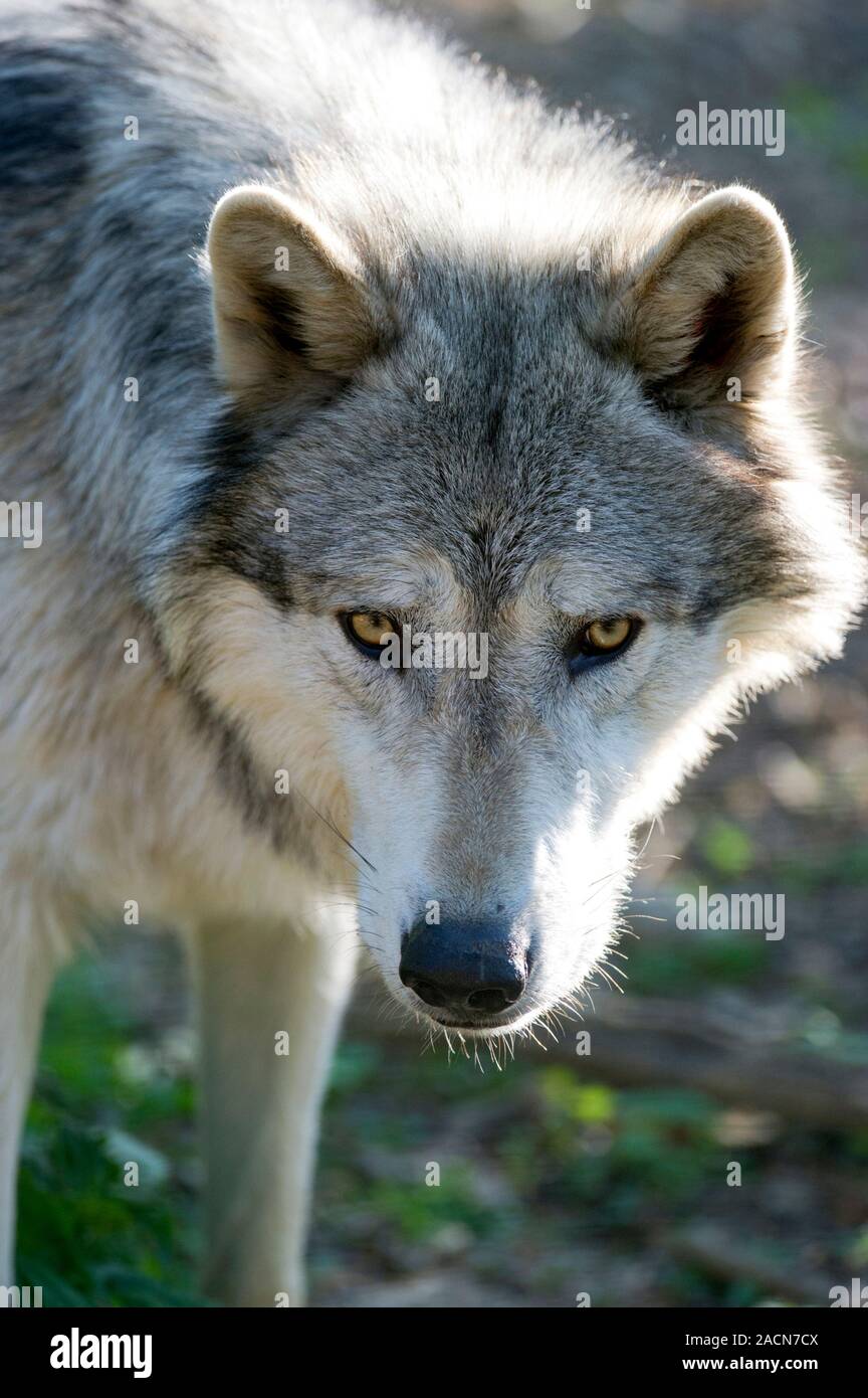 Gray wolf (Canis lupus) at the Wolf Science Center, Austria. This ...
