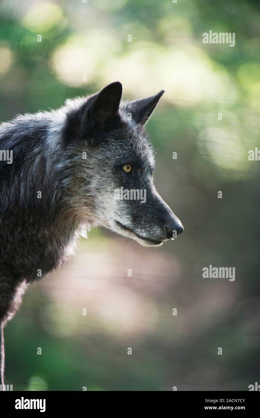 Gray wolf. Black coloured variant of the gray wolf (Canis lupus) at the ...