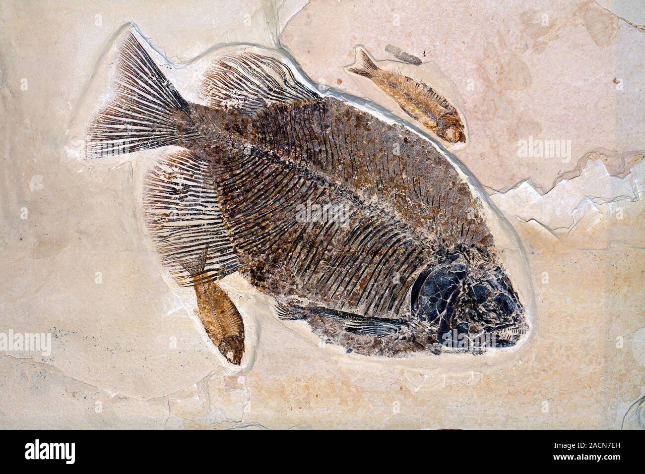 Fossil fish. Fossilised remains of a Phareodus testis fish (large) from ...