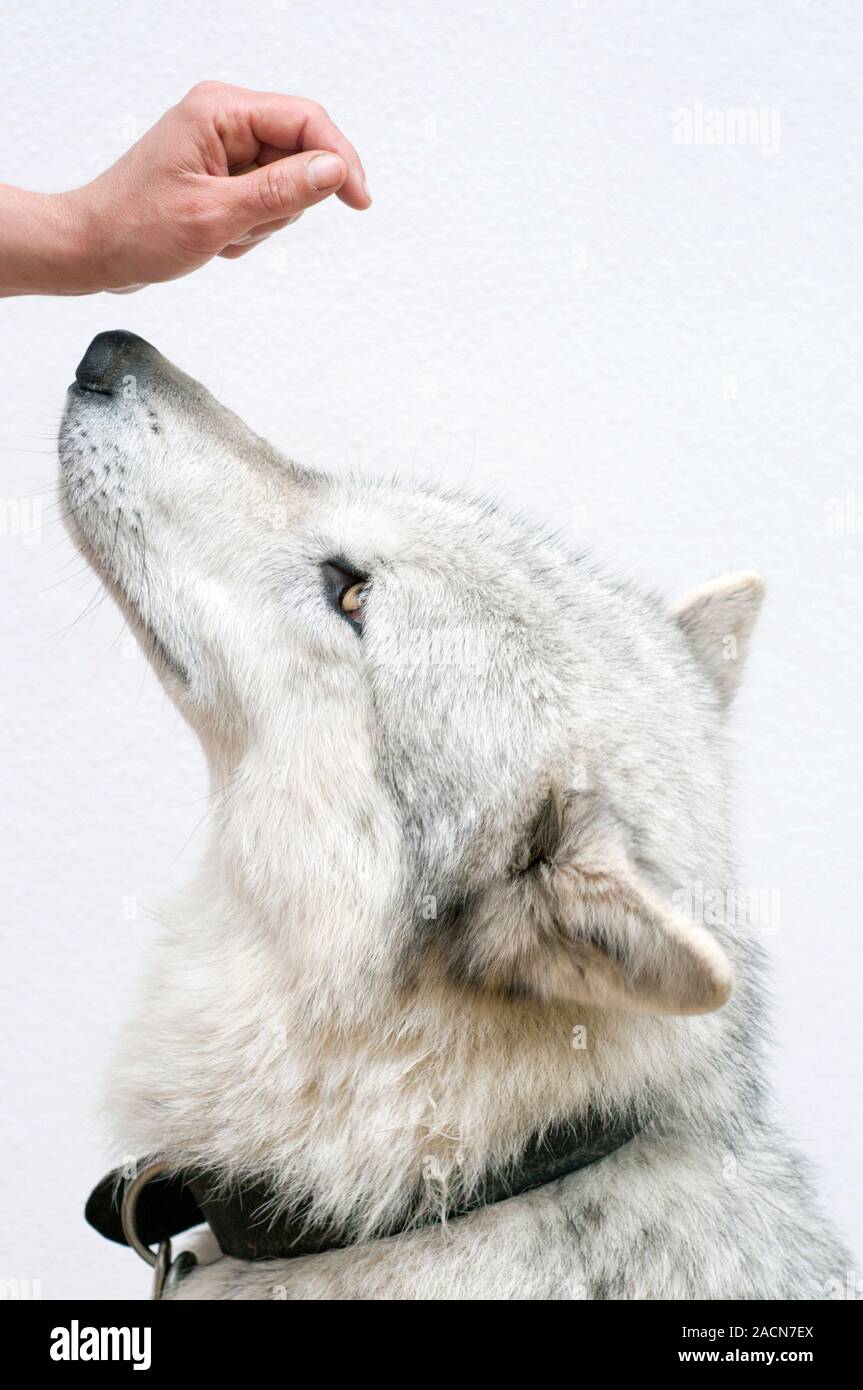 Wolf research. Animal trainer signalling to a hand-reared wolf at the ...