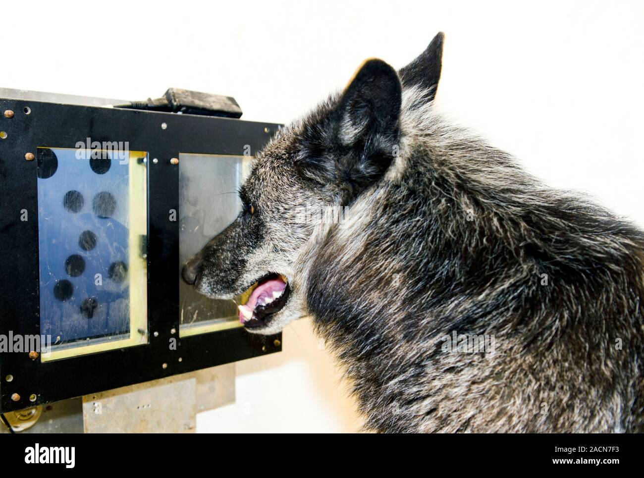 Wolf research. Hand-reared gray wolf (Canis lupus) using a touchscreen ...