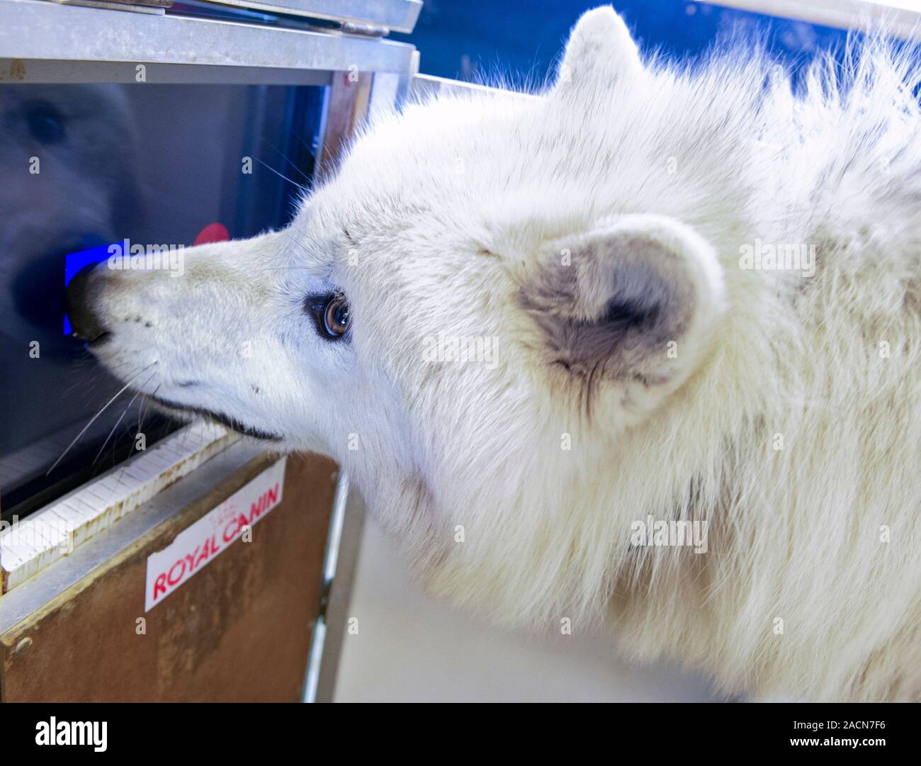 Wolf research. Hand-reared gray wolf (Canis lupus) using a touchscreen ...