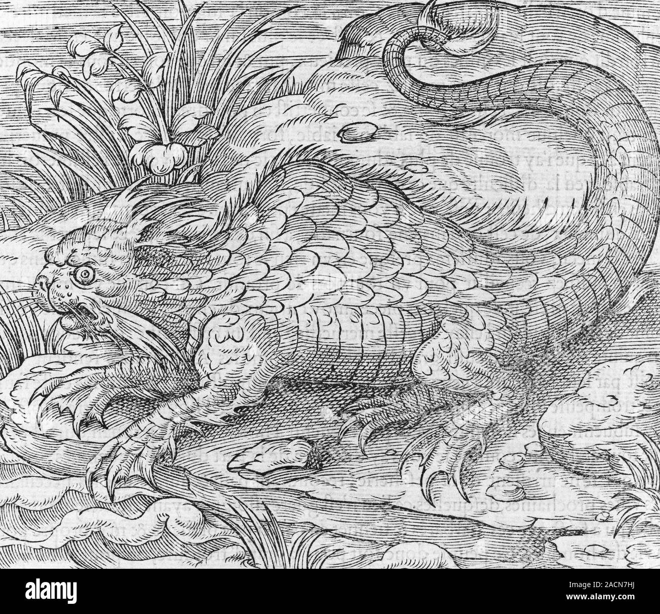 Mythical hybrid creature 16th-century artwork of a fish-like mythical ...