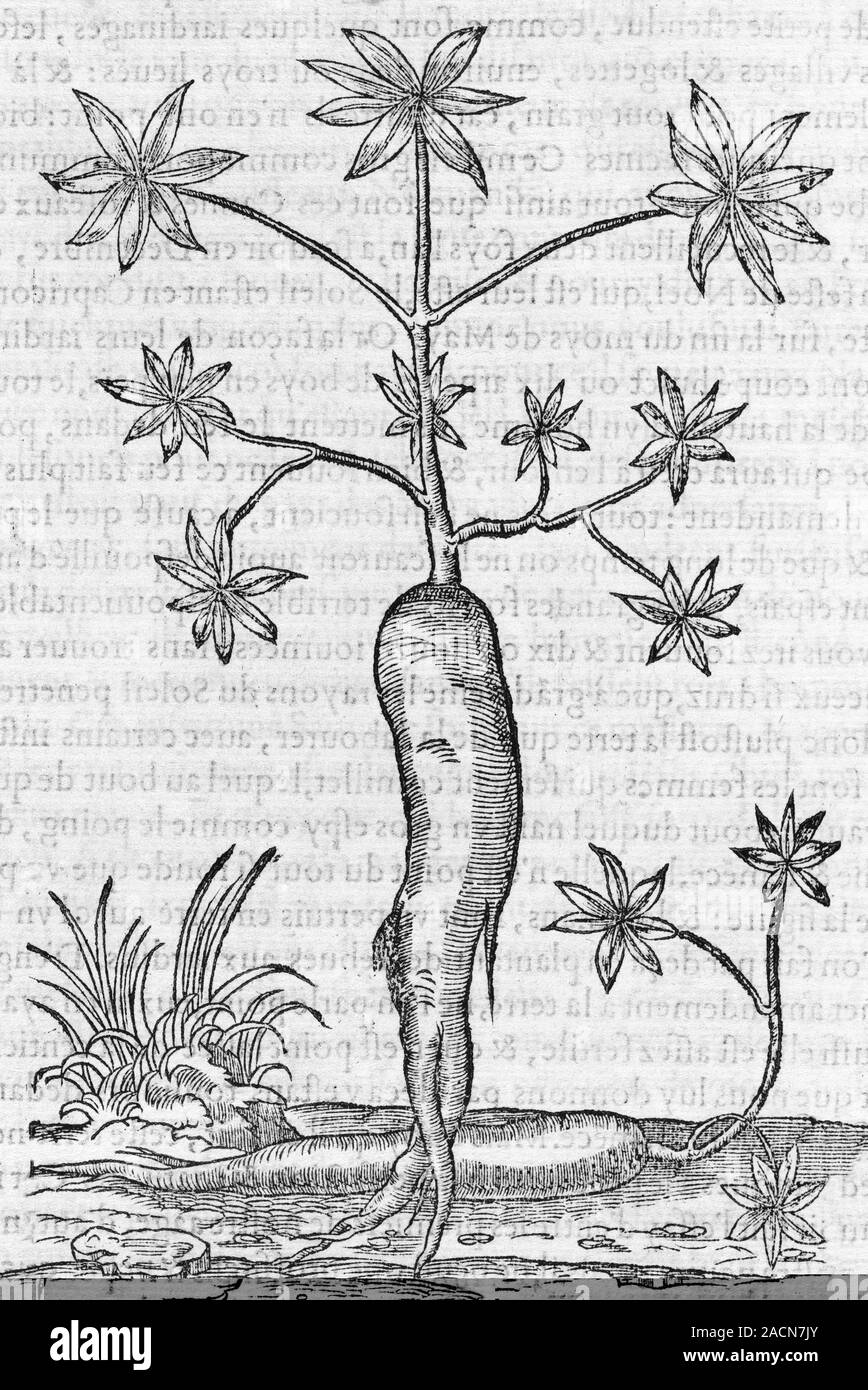 Cassava plant. 16th-century artwork of a cassava plant and roots ...