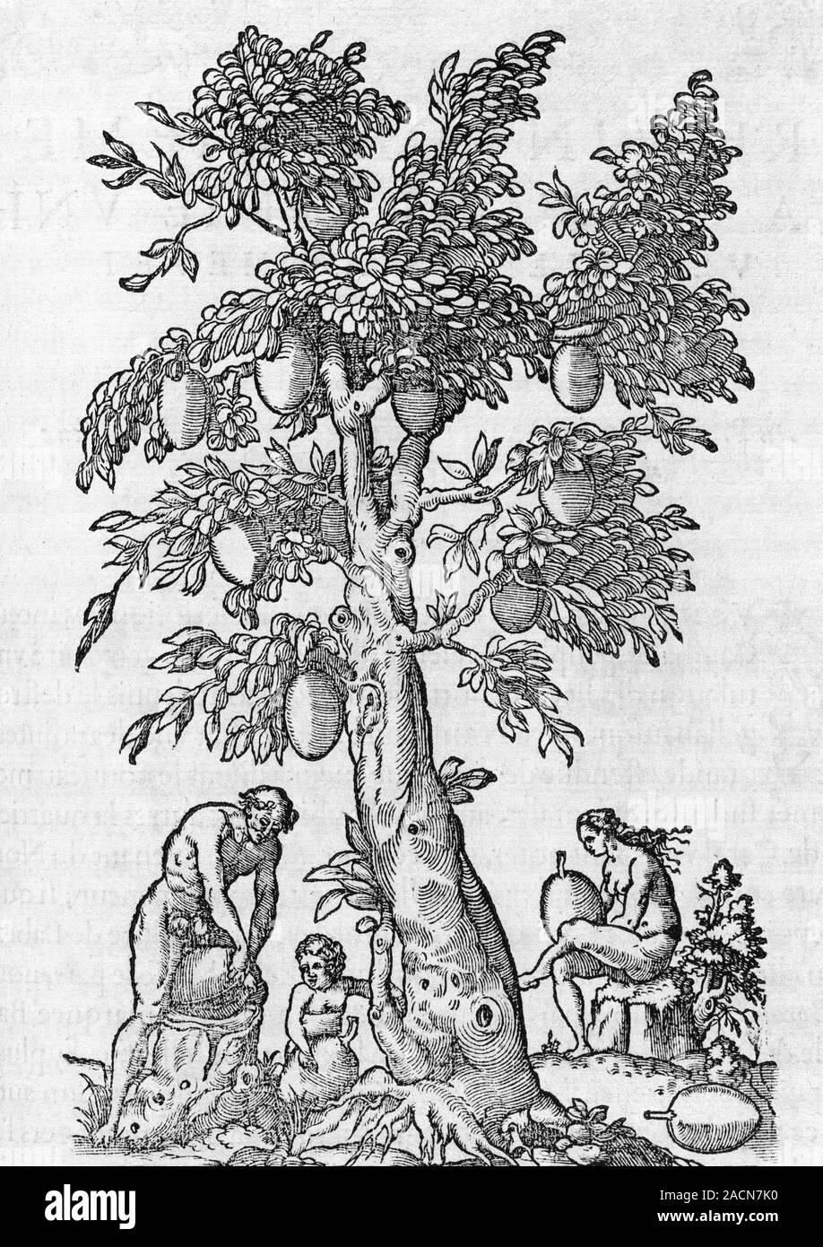 South American tree. 16th-century artwork of indigenous people of South ...