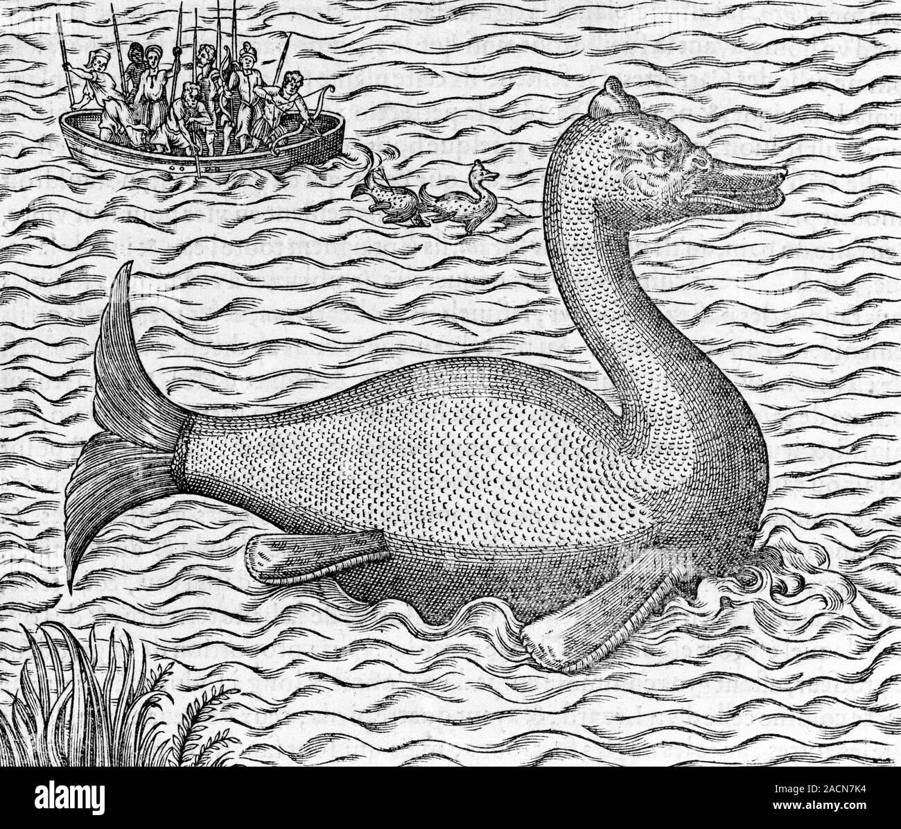 Mythical water creature. 16th-century artwork of a mythical 'aloes ...