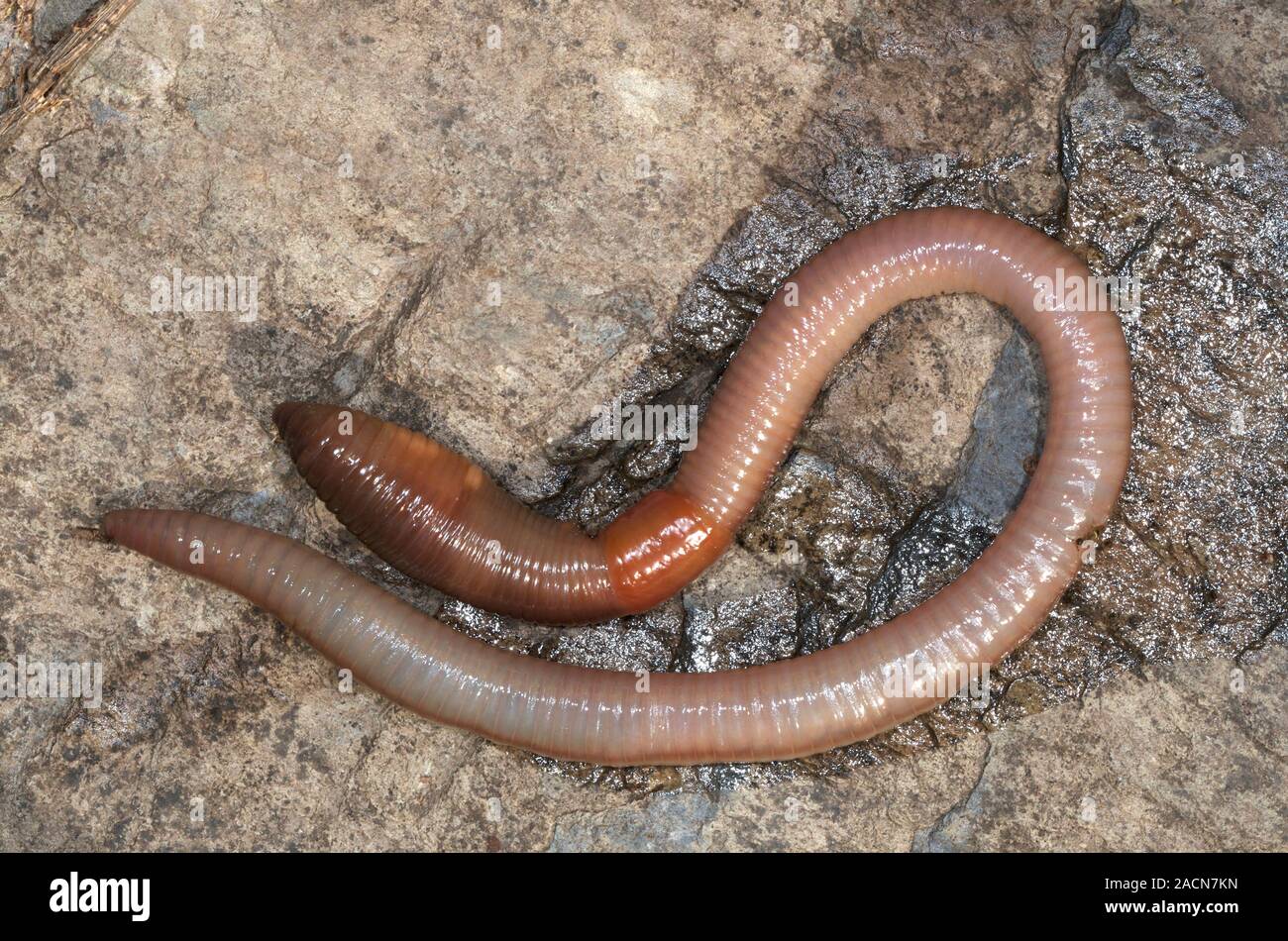 Common Earthworm or Lumbricus terrestris. These play an essential role ...