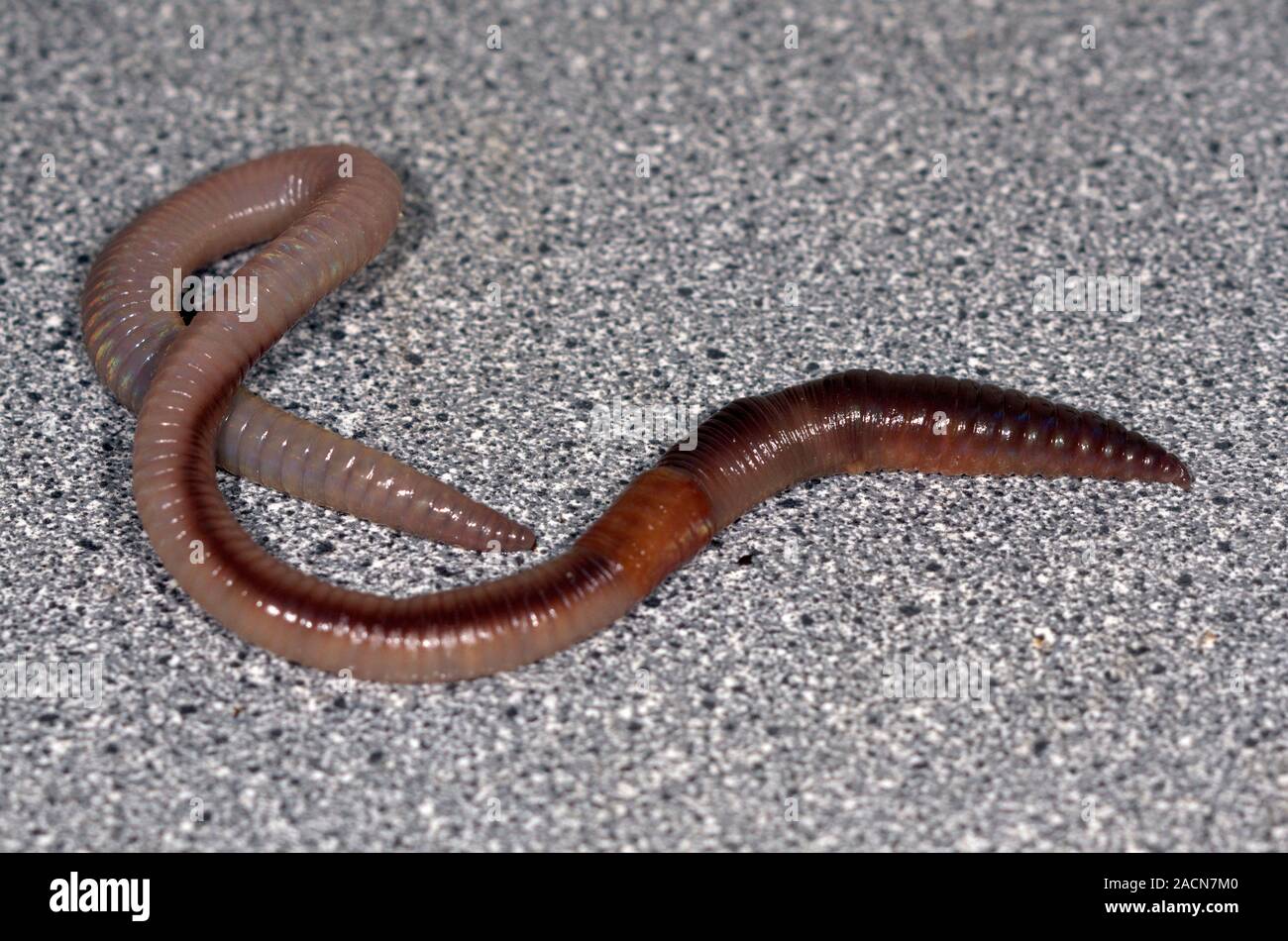 Common Earthworm or Lumbricus terrestris play an essential role in the ...