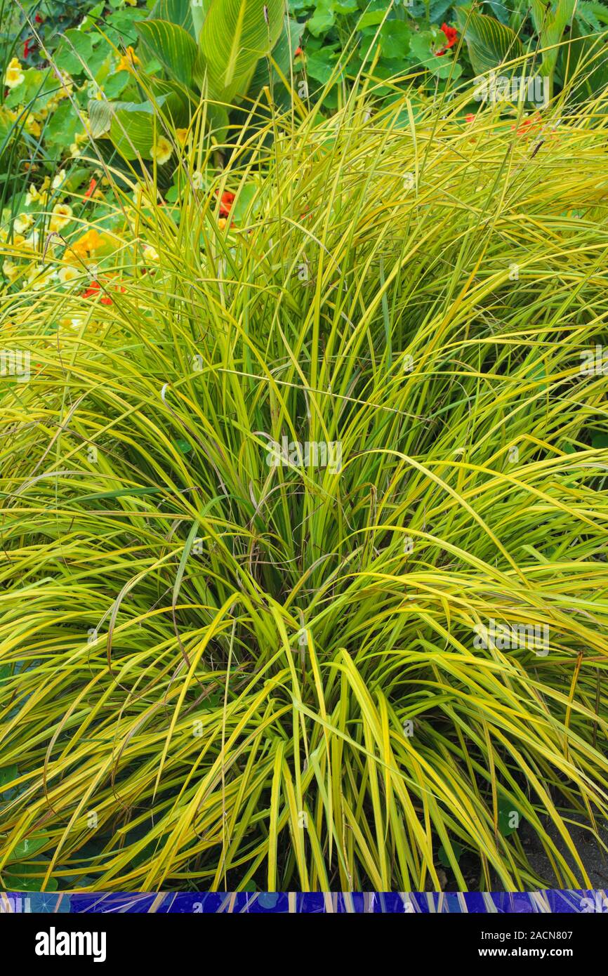 Carex Stricta