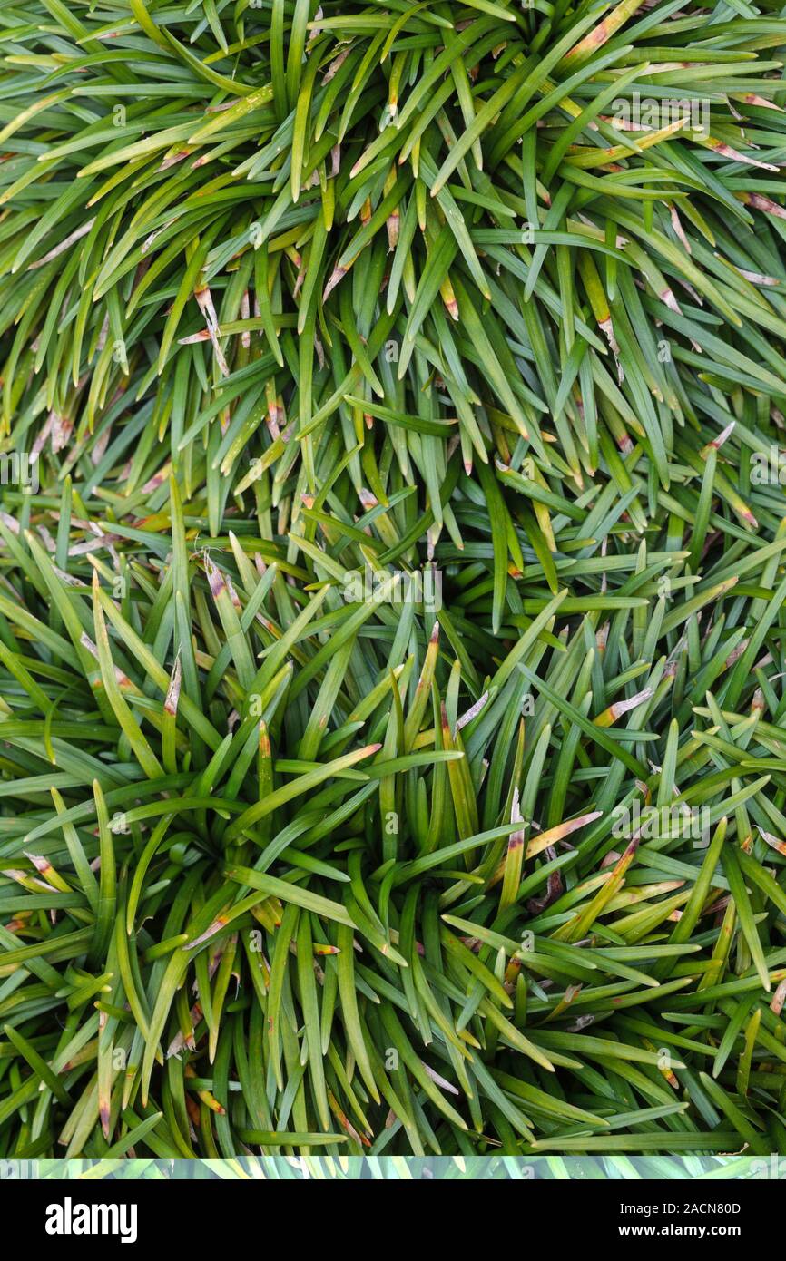 Miniature mondo grass (Ophiopogon japonicus 'Compactus' Stock Photo - Alamy