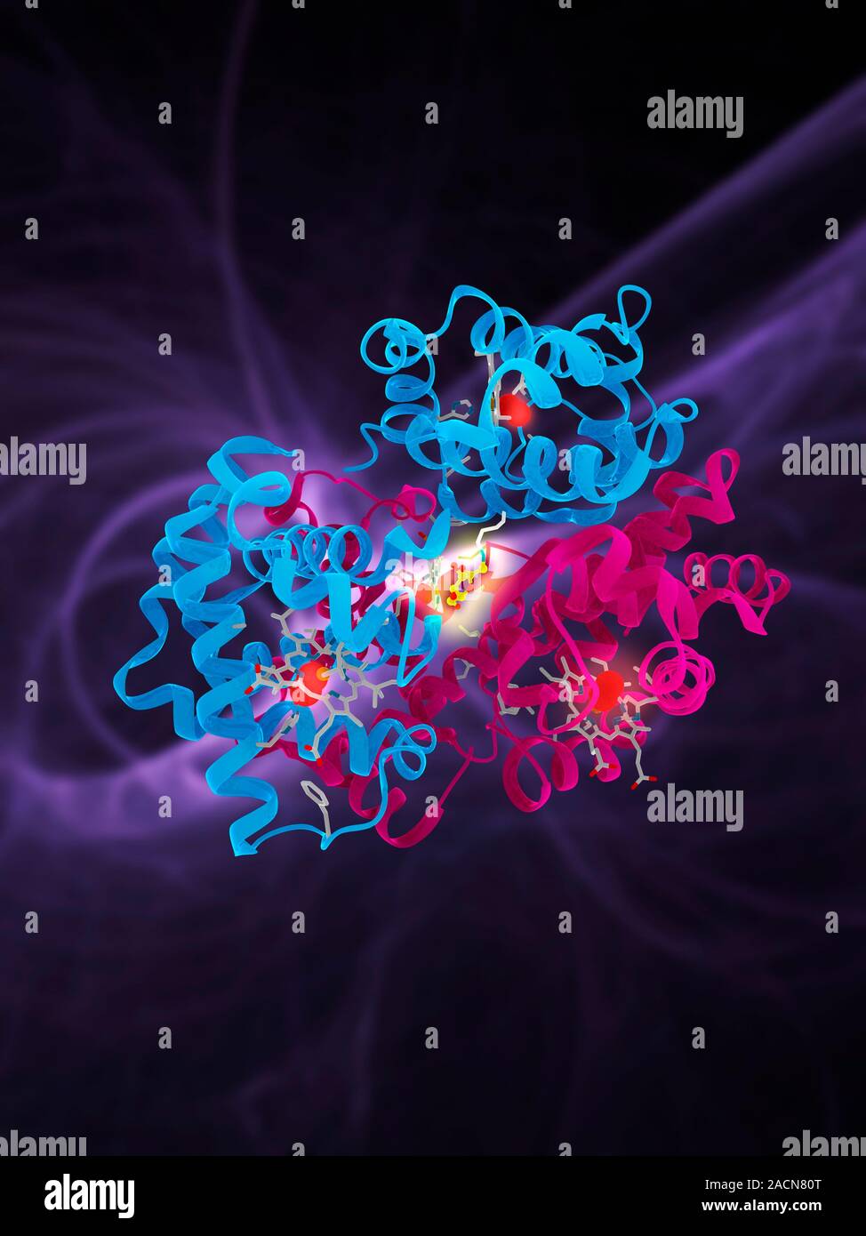 Glycated haemoglobin molecule. Computer model showing a glucose ...