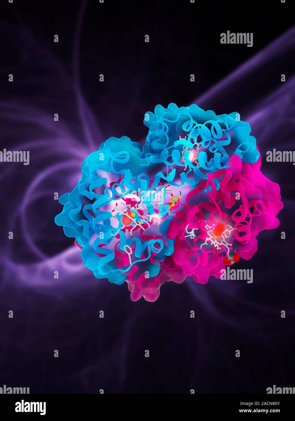 Glycated haemoglobin molecule. Computer model showing a glucose ...