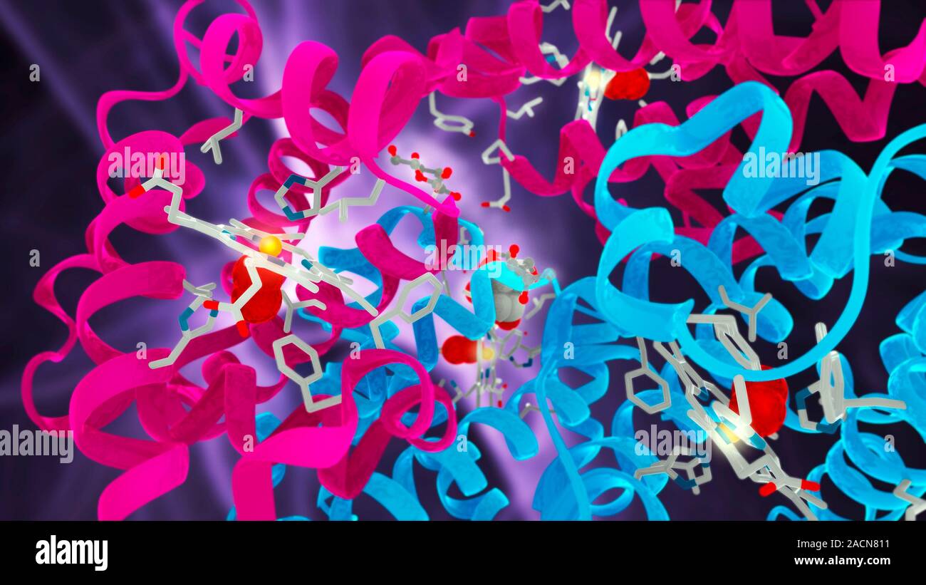 Glycated haemoglobin molecule. Computer model of a glycated haemoglobin ...