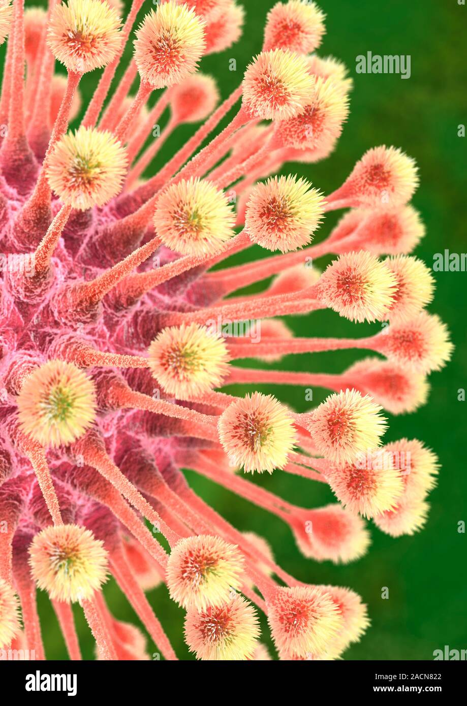 Herpes virus. Computer artwork of a herpes virus particle (virion ...