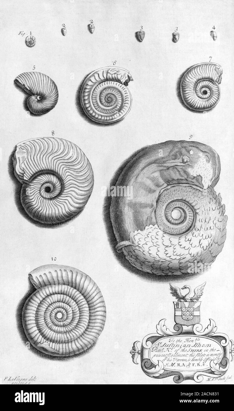 Ammonite fossils. 18th-century artwork of several natural history ...