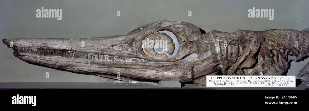 Ichthyosaurus fossil. Fossilised skull of a Temnodontosaurus platyodon ...