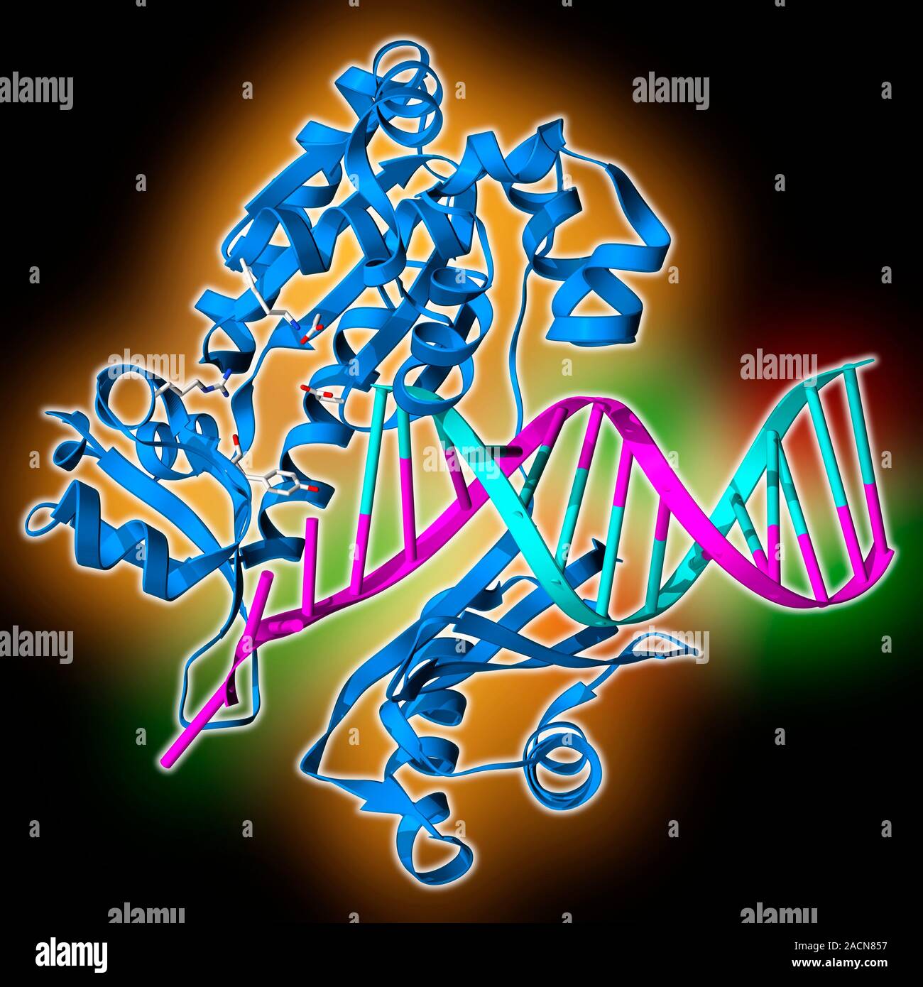 DNA polymerase. Molecular model of a molecule of DNA polymerase (blue ...