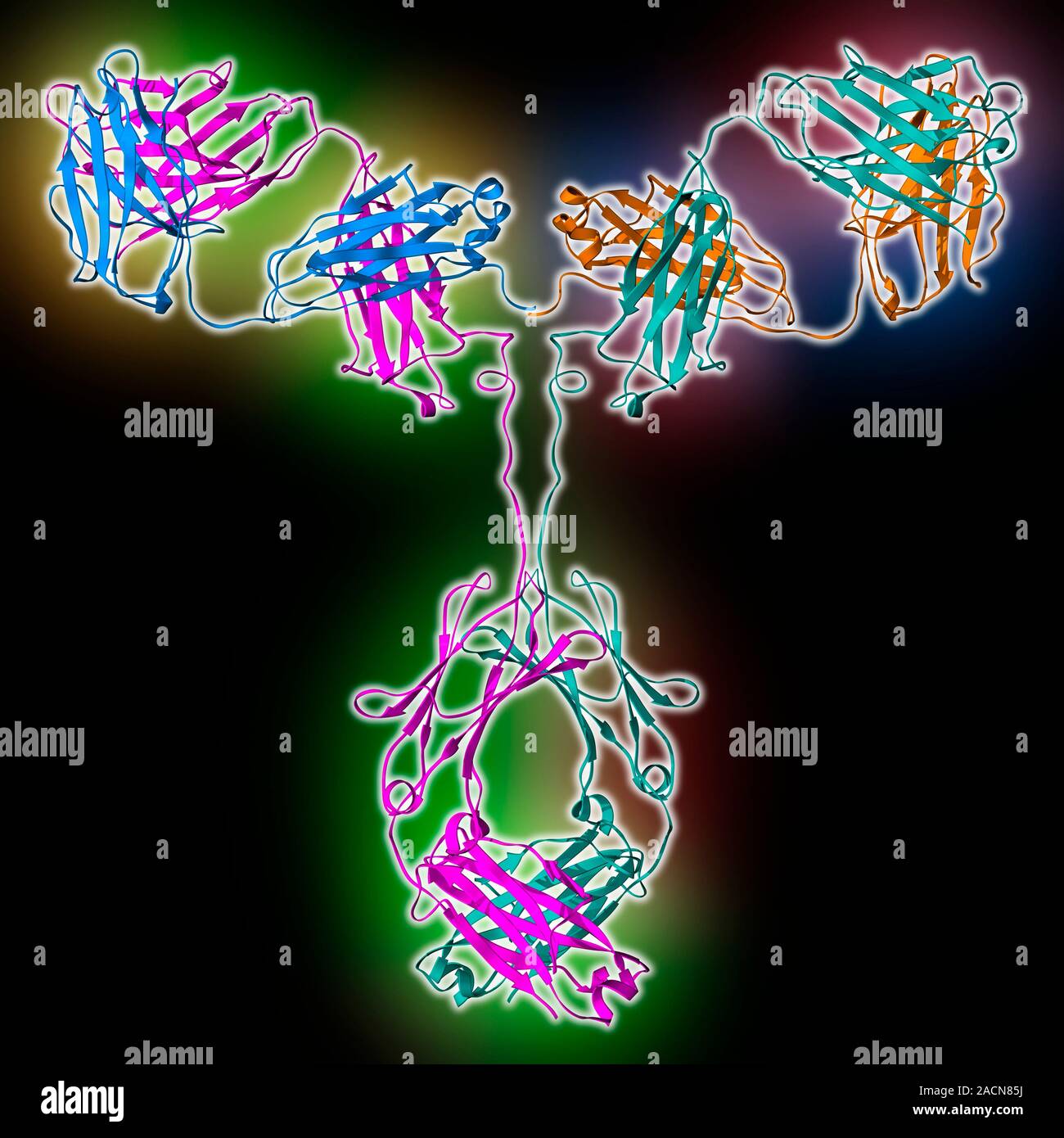Immunoglobulin G antibody molecule. Computer model of the secondary ...