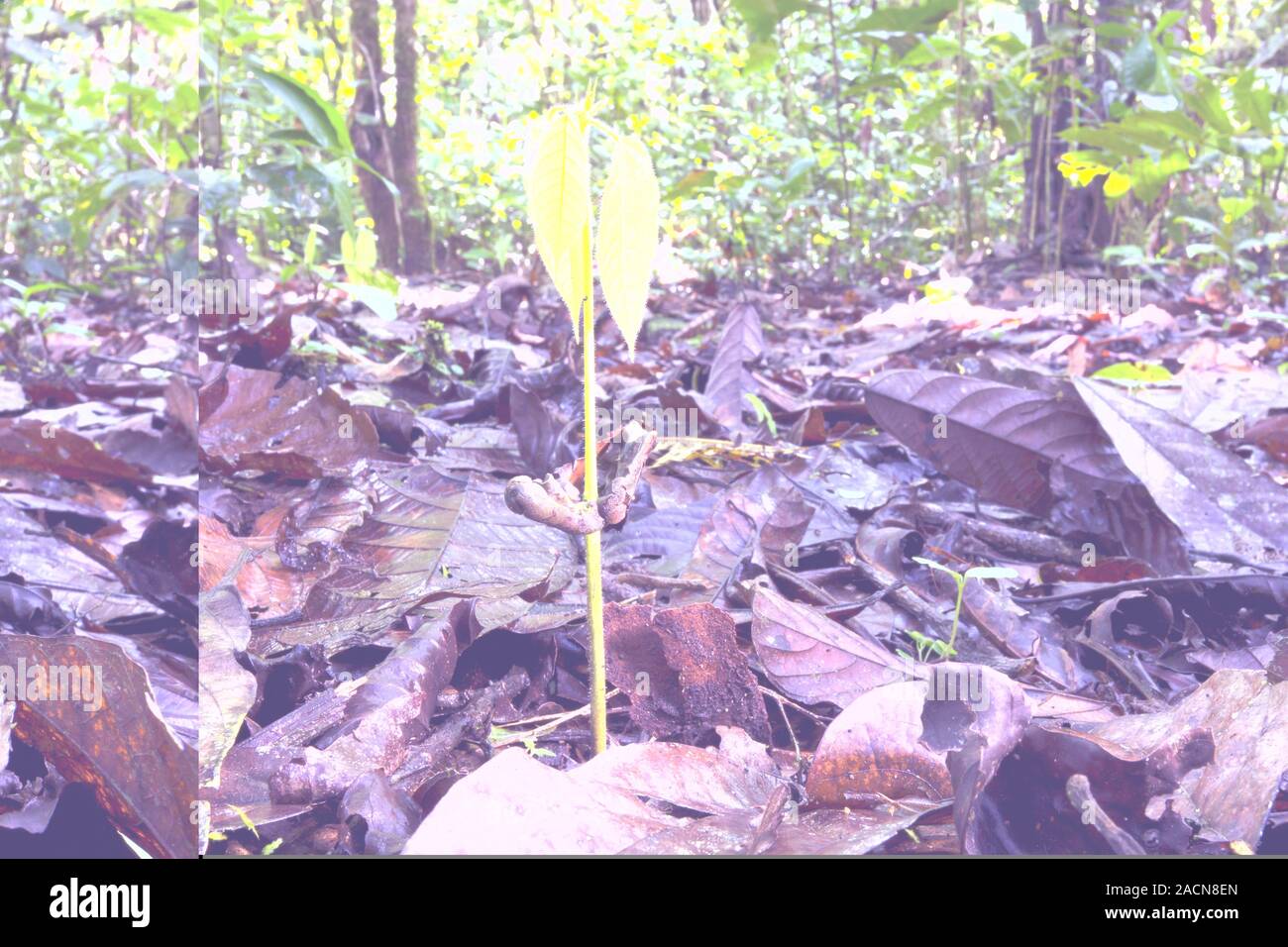 Young tree growing in a rain forest. Newly sprouted tree seedling ...