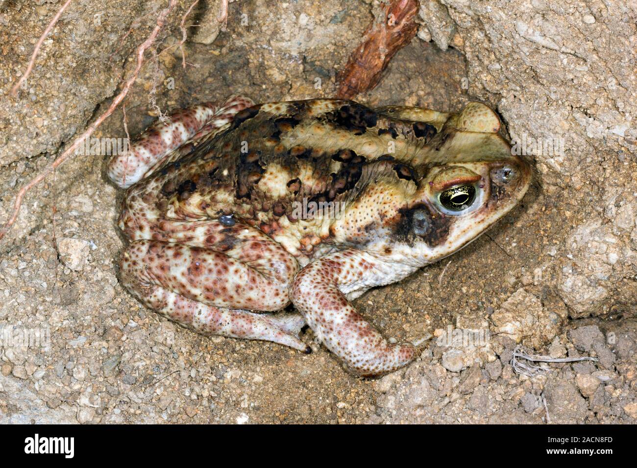 Cane Toad. The cane toad (Bufo marinus) is a large terrestrial true ...