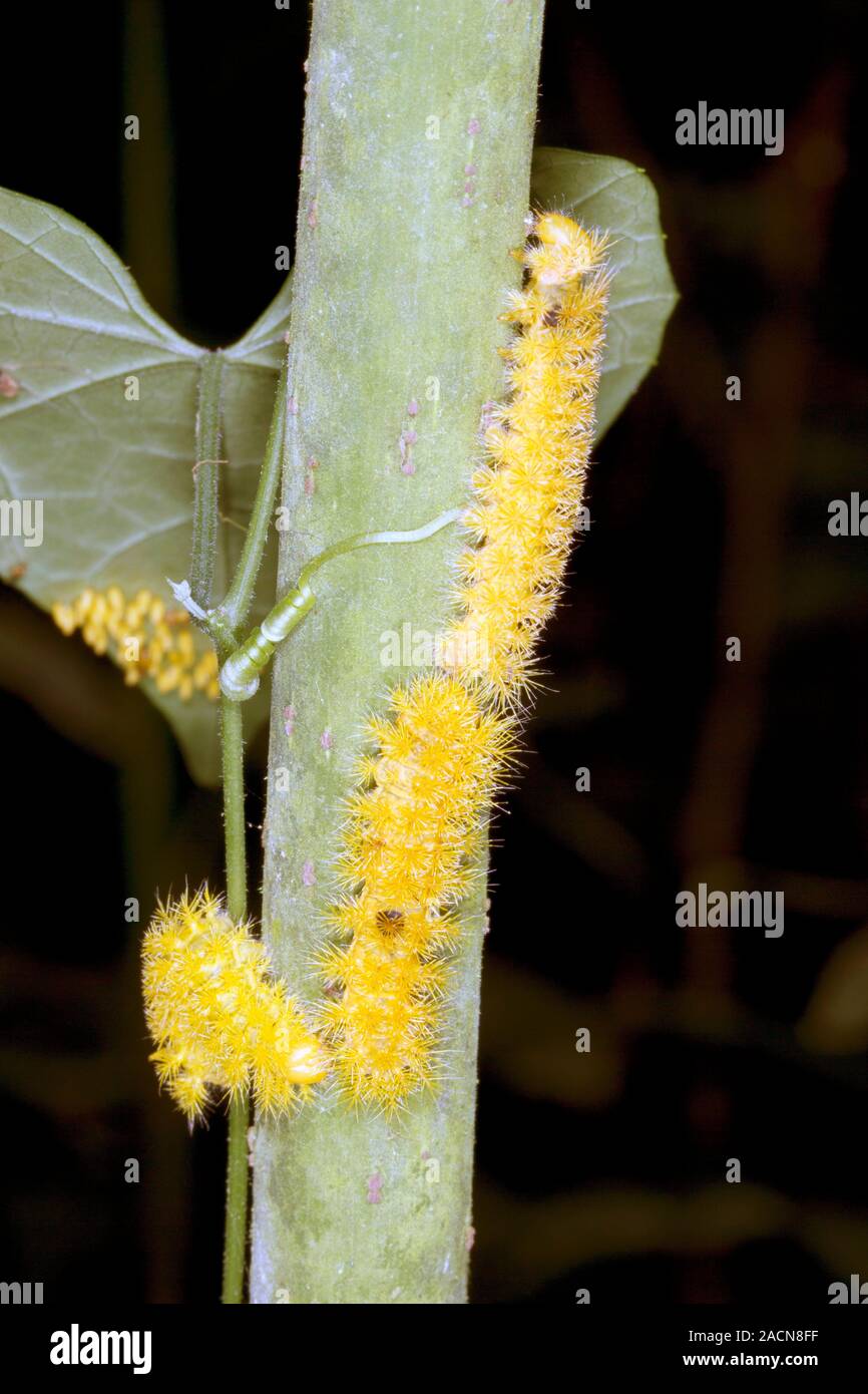 Processionary caterpillars on a plant. These moth caterpillars are so ...