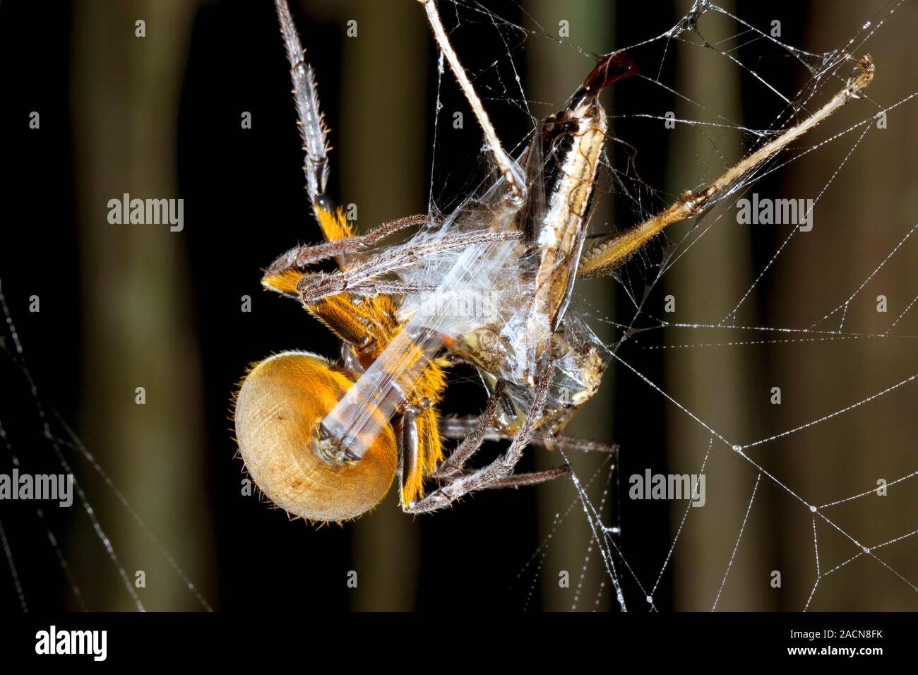 Orb weaver spider and prey. Close-up of an orb weaver (family Araneidae ...