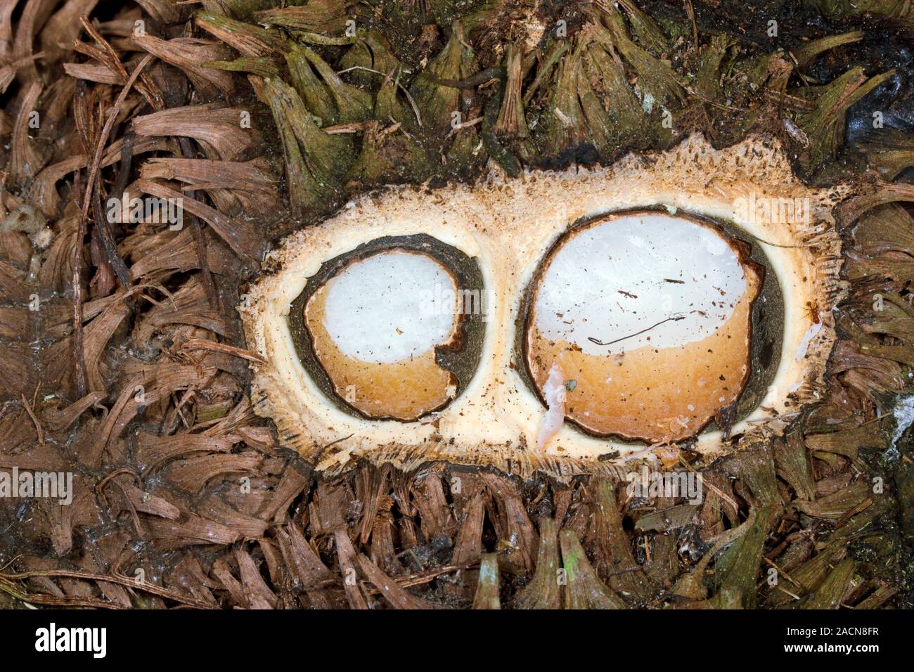 Tagua palm (Phytelephas aequatorialis) fruit. Opened fruit of the tagua ...