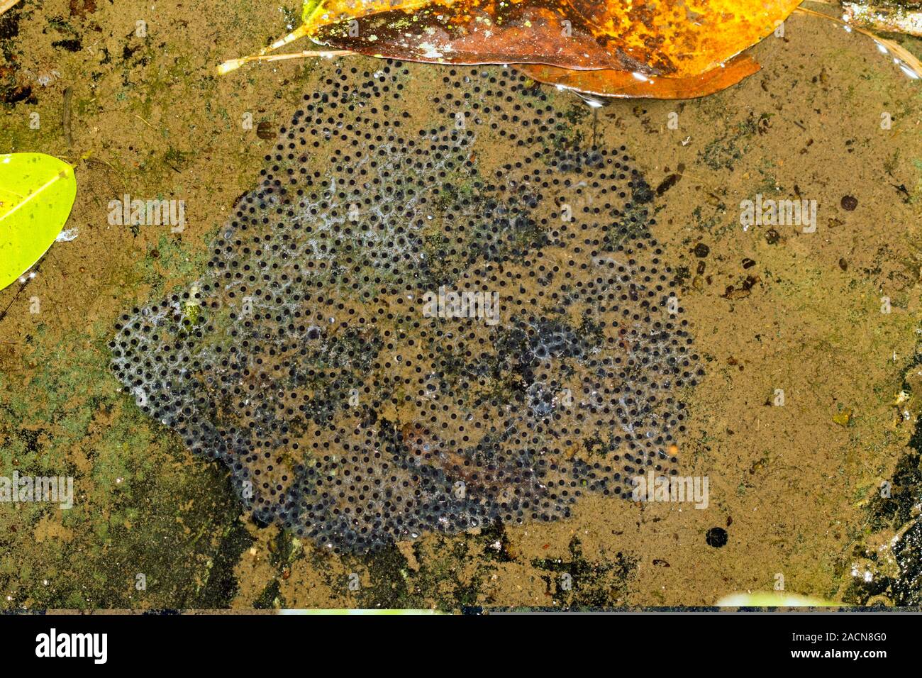 Tree-frog frog spawn. Eggs of a tree-frog on fallen wood. Photographed in the Jama Coaque ...