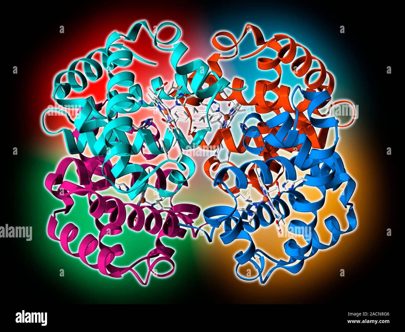 Haemoglobin molecule. Computer artwork showing the structure of a ...