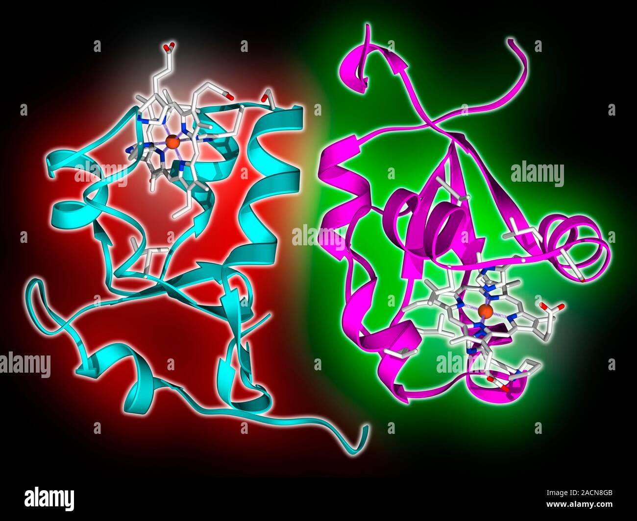 Cytochrome b5 molecules. Computer artwork showing the secondary ...