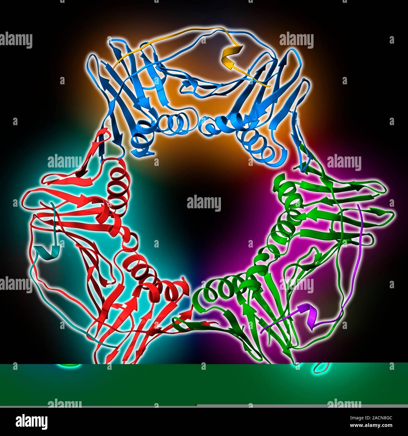 Proliferating cell nuclear antigen molecule. Molecular model of human ...