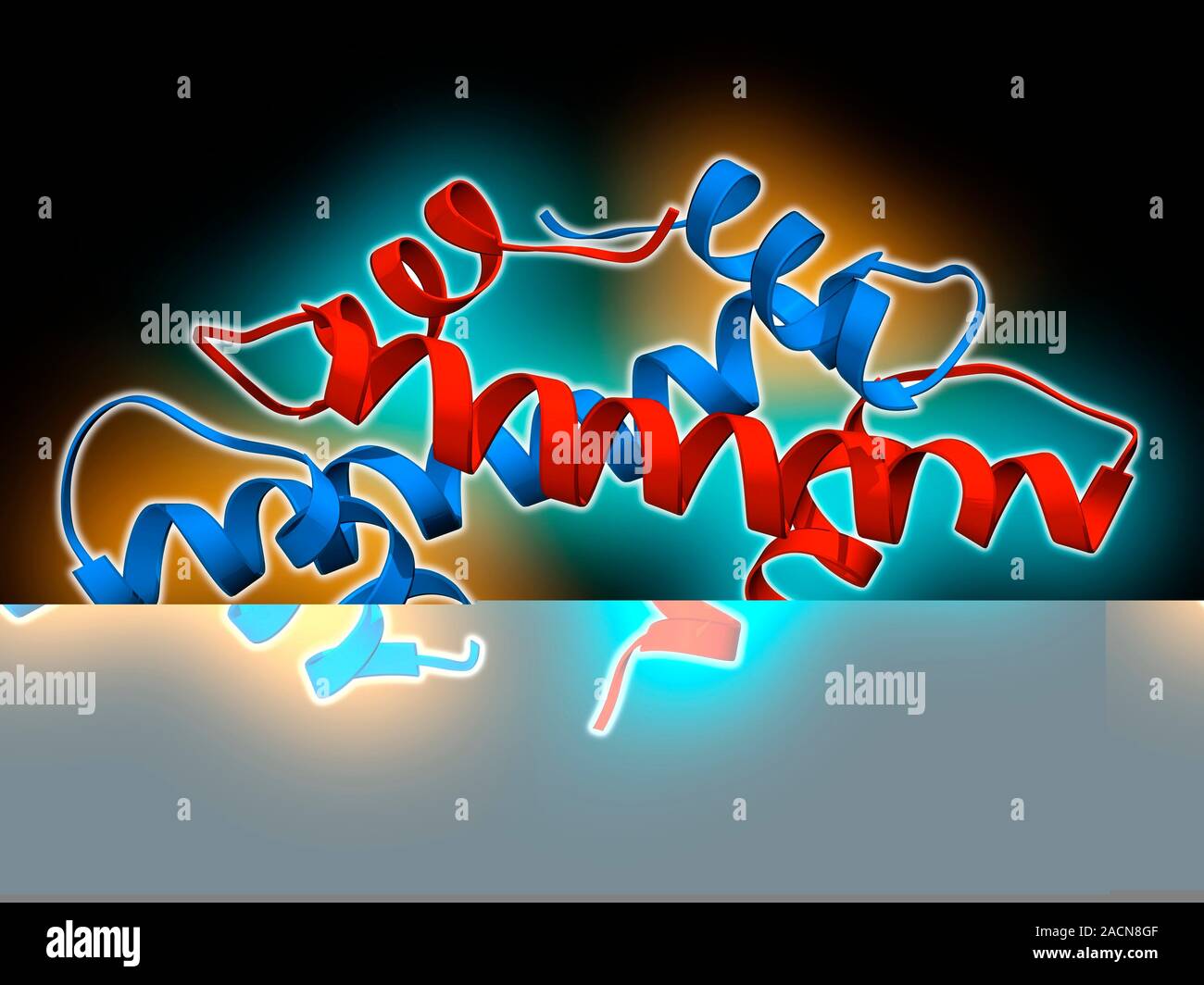 Bacterial histone molecule. Computer model showing the secondary ...