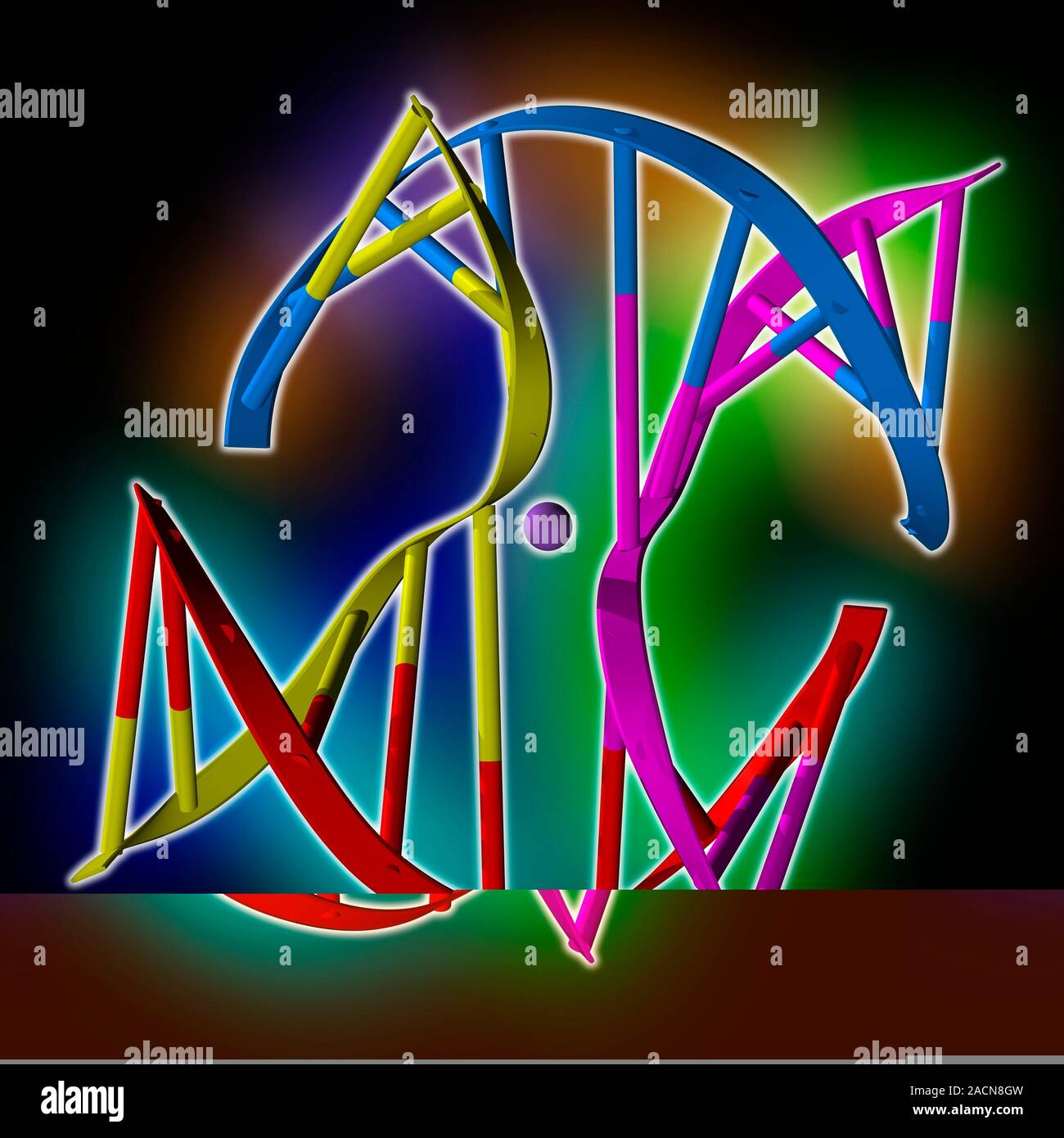 DNA Holliday junction. Molecular model of a Holliday junction (centre ...